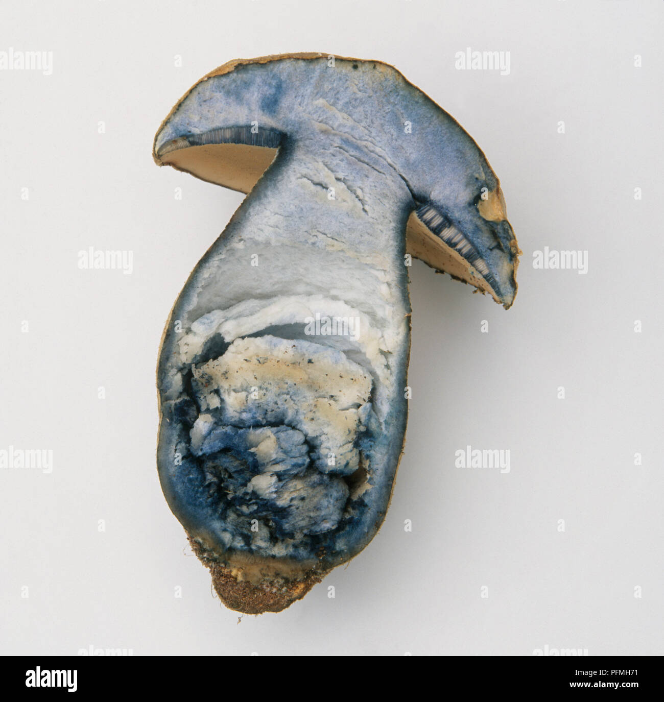 Gyroporus cyanescens hi-res stock photography and images - Alamy