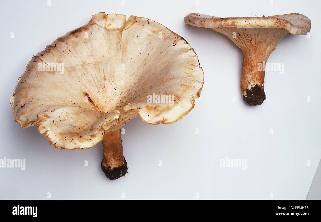 Giant Funnel-cap, Leucopaxillus giganteus Stock Photo - Alamy