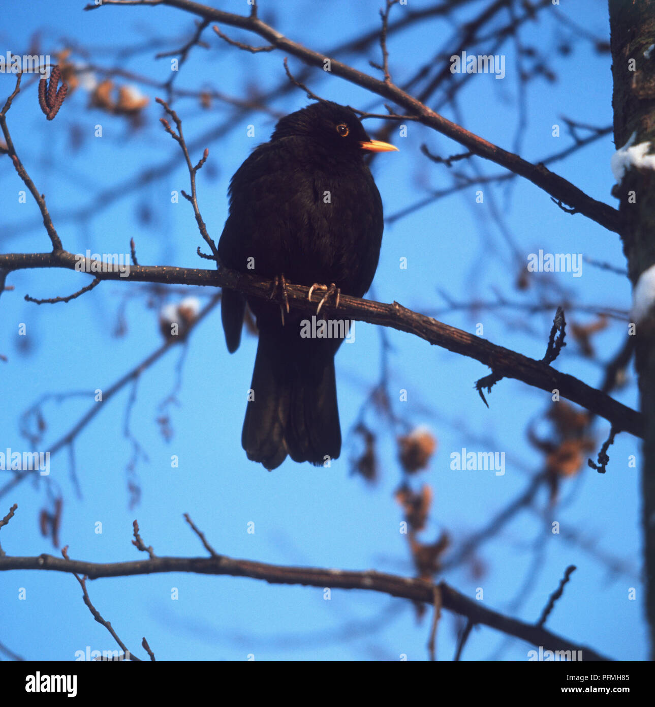 Blackbird (Turdus merula) perched on tree branch, low angle side view ...