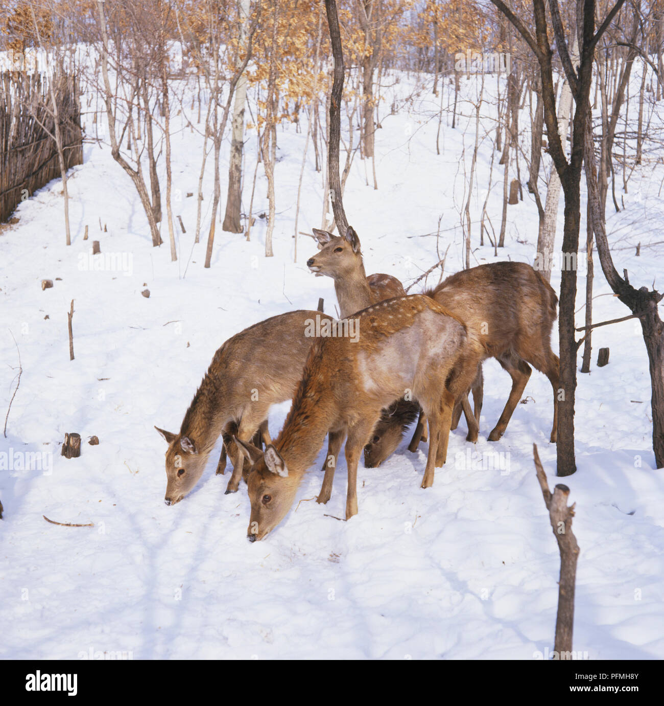 Deer feeding in snow-covered woodland Stock Photo - Alamy