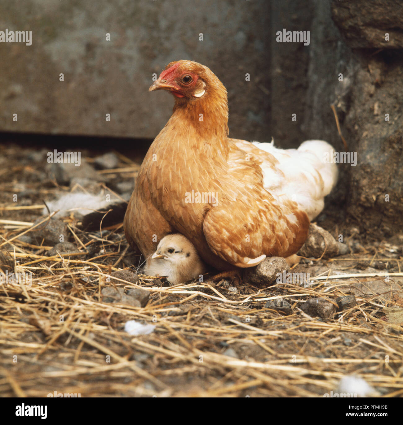 Brown Hen (Gallus gallus) and Chick sitting on straw-covered farmyard ...