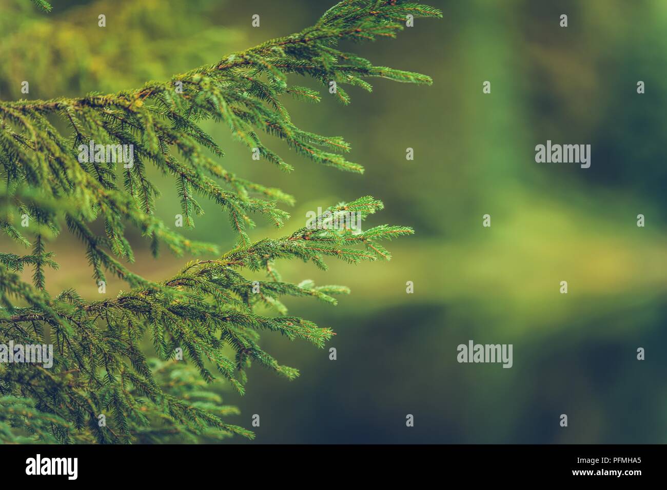 Spruce Branches Background. Forestry Nature Theme Stock Photo - Alamy