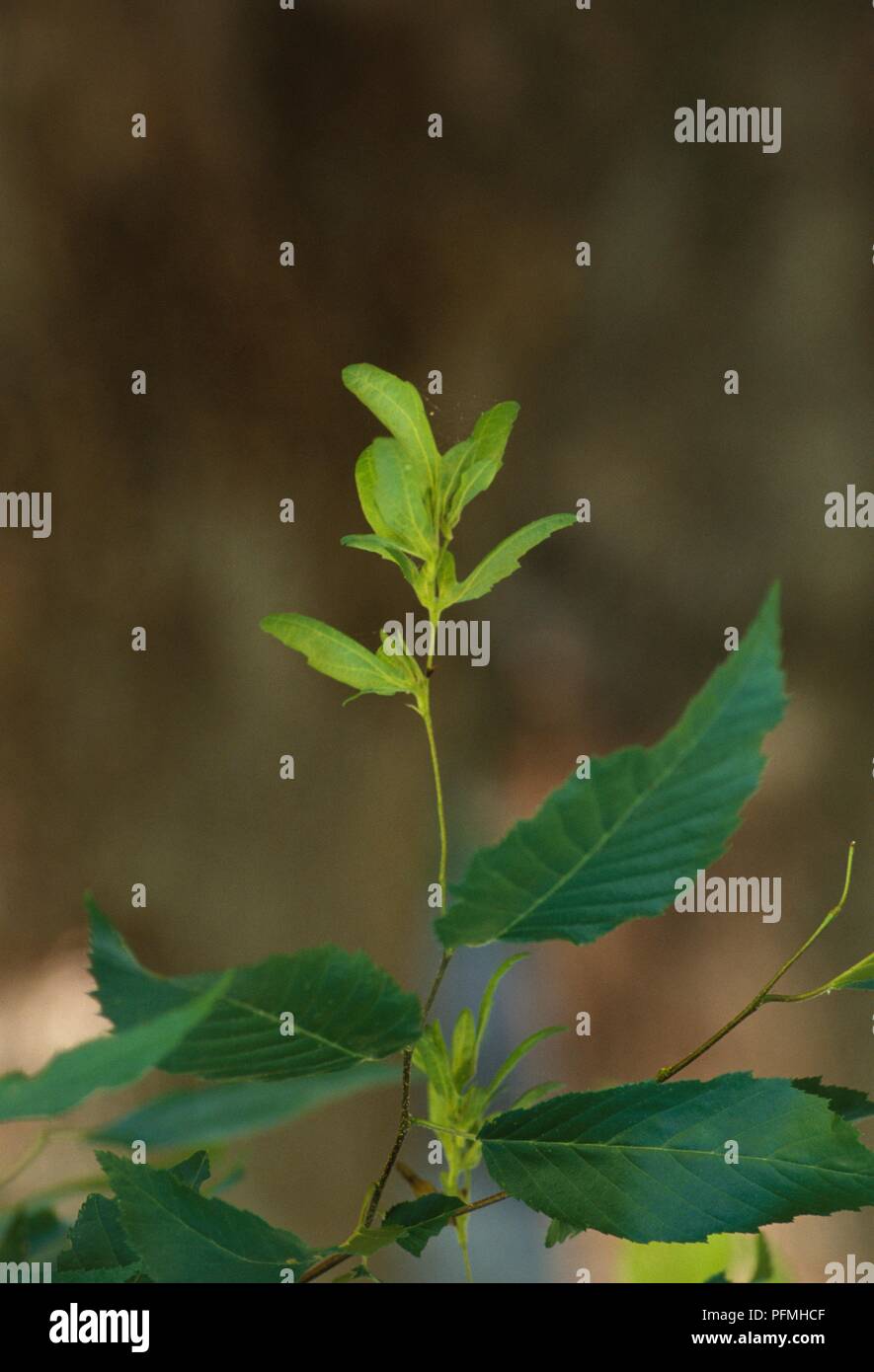 Leaves and green catkins from Carpinus caroliniana (American hornbeam ...