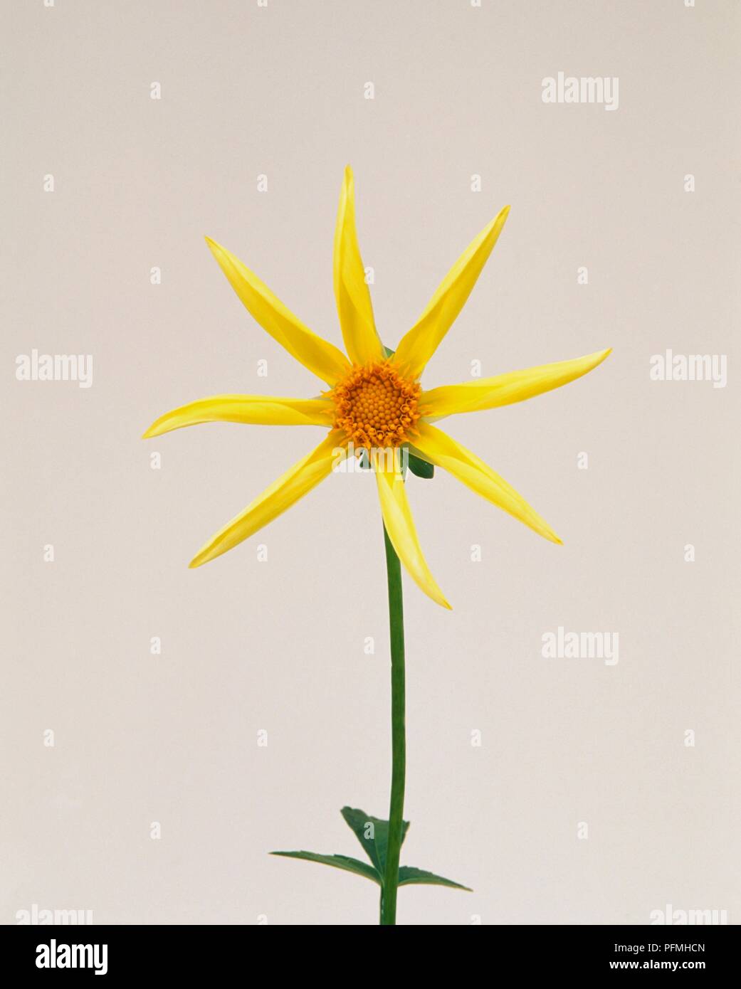 Dahlia 'Honka', vivid yellow star-shaped orchid Dahlia on long stem ...