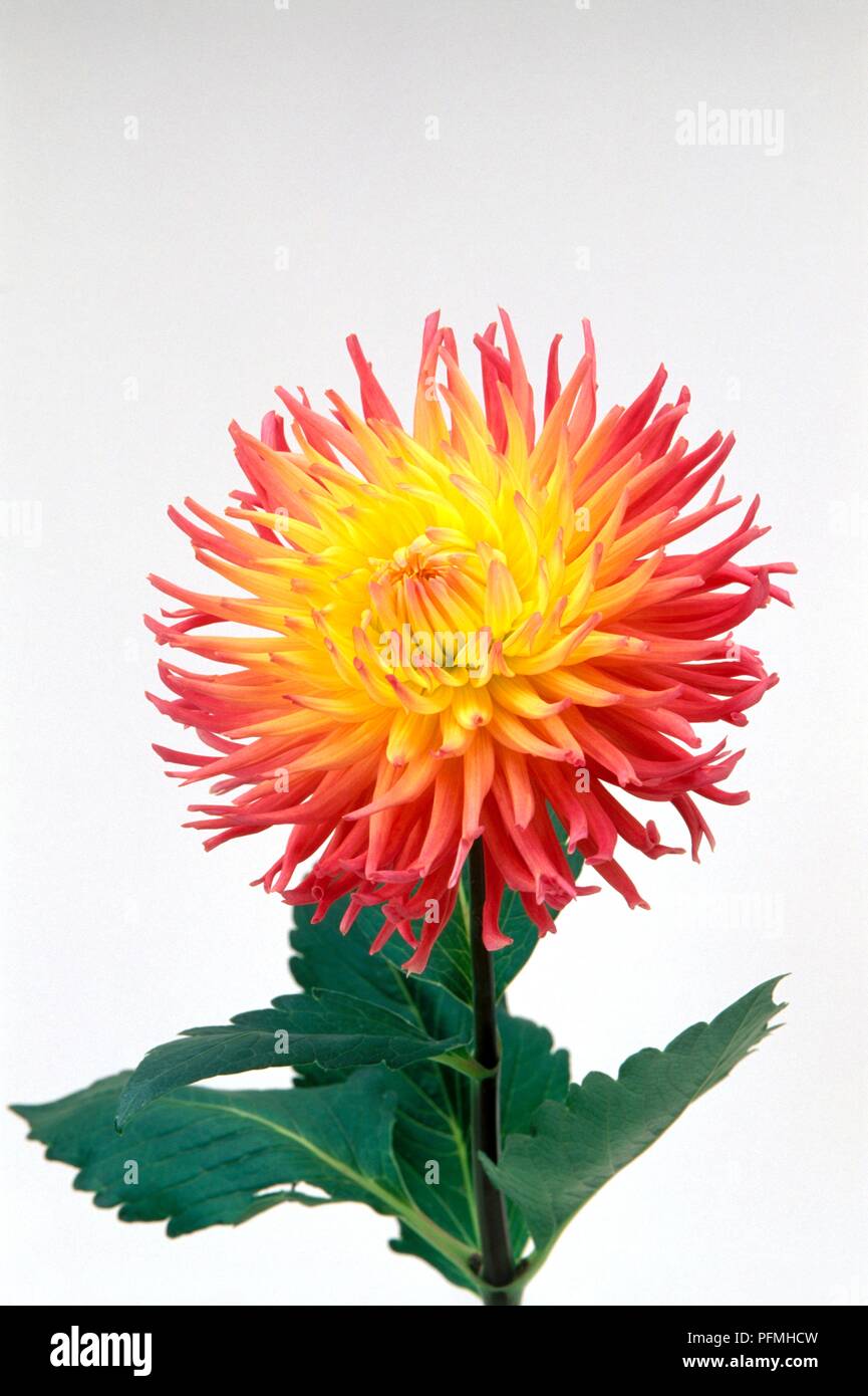 Incurved leaves hi-res stock photography and images - Alamy