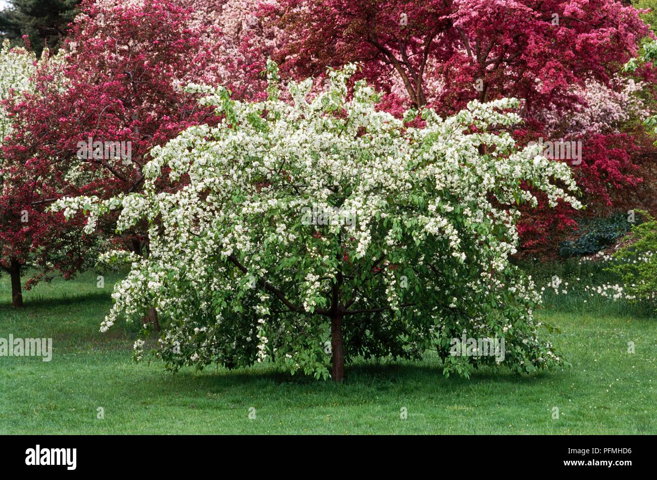 Jewelberry hi-res stock photography and images - Alamy