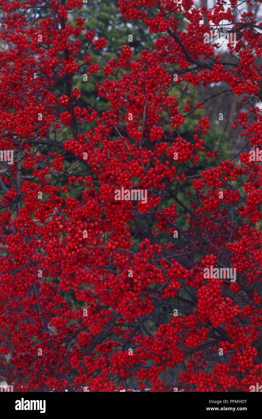 Ilex 'Sparkleberry', holly with vivid red berries Stock Photo - Alamy