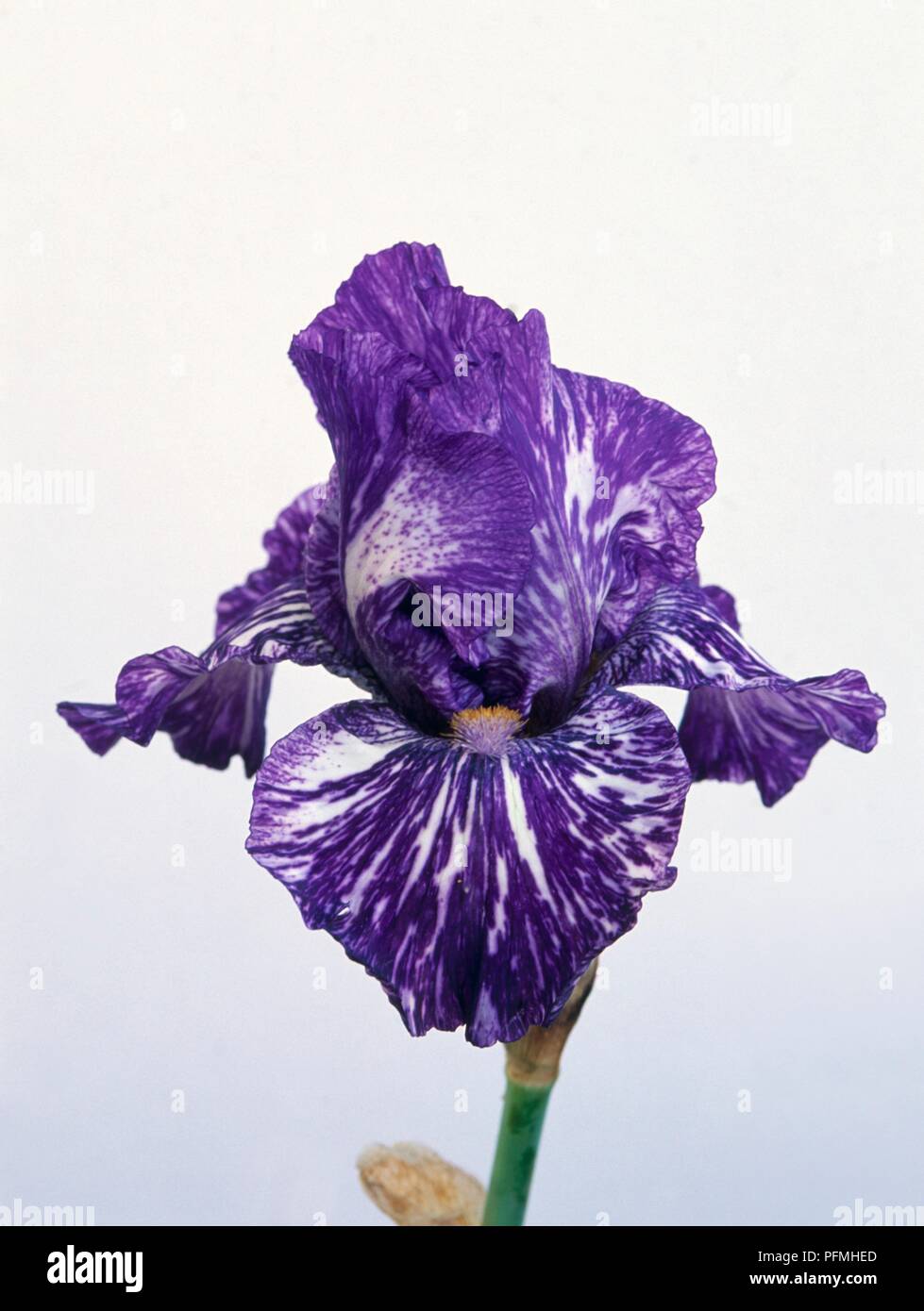 Purple and white flower of Iris 'Batik' (Bearded iris), close-up Stock ...