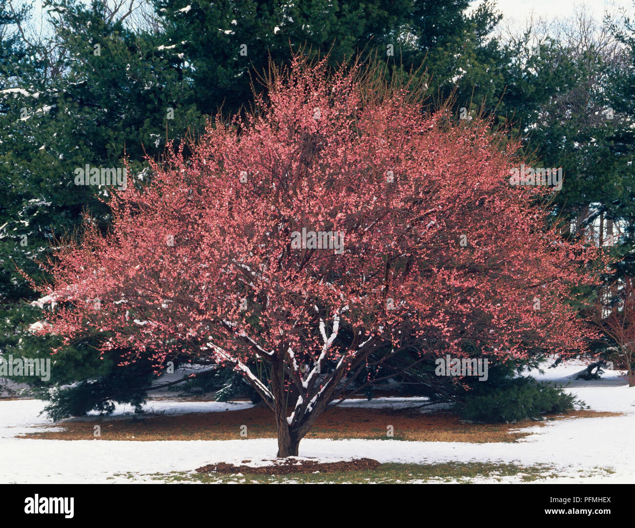 Prunus mume (Japanese apricot) growing in snow Stock Photo - Alamy