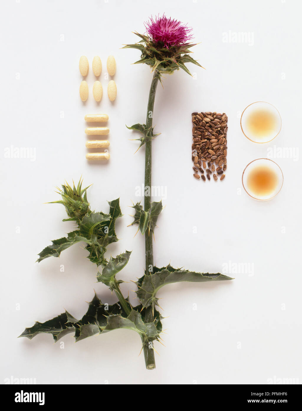 Silybum marianum (Milk Thistle), flower and green leaves on stem, and ...