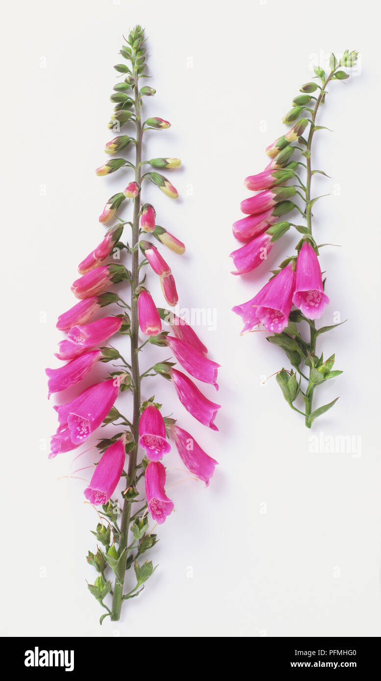 Foxglove leaves hi-res stock photography and images - Alamy