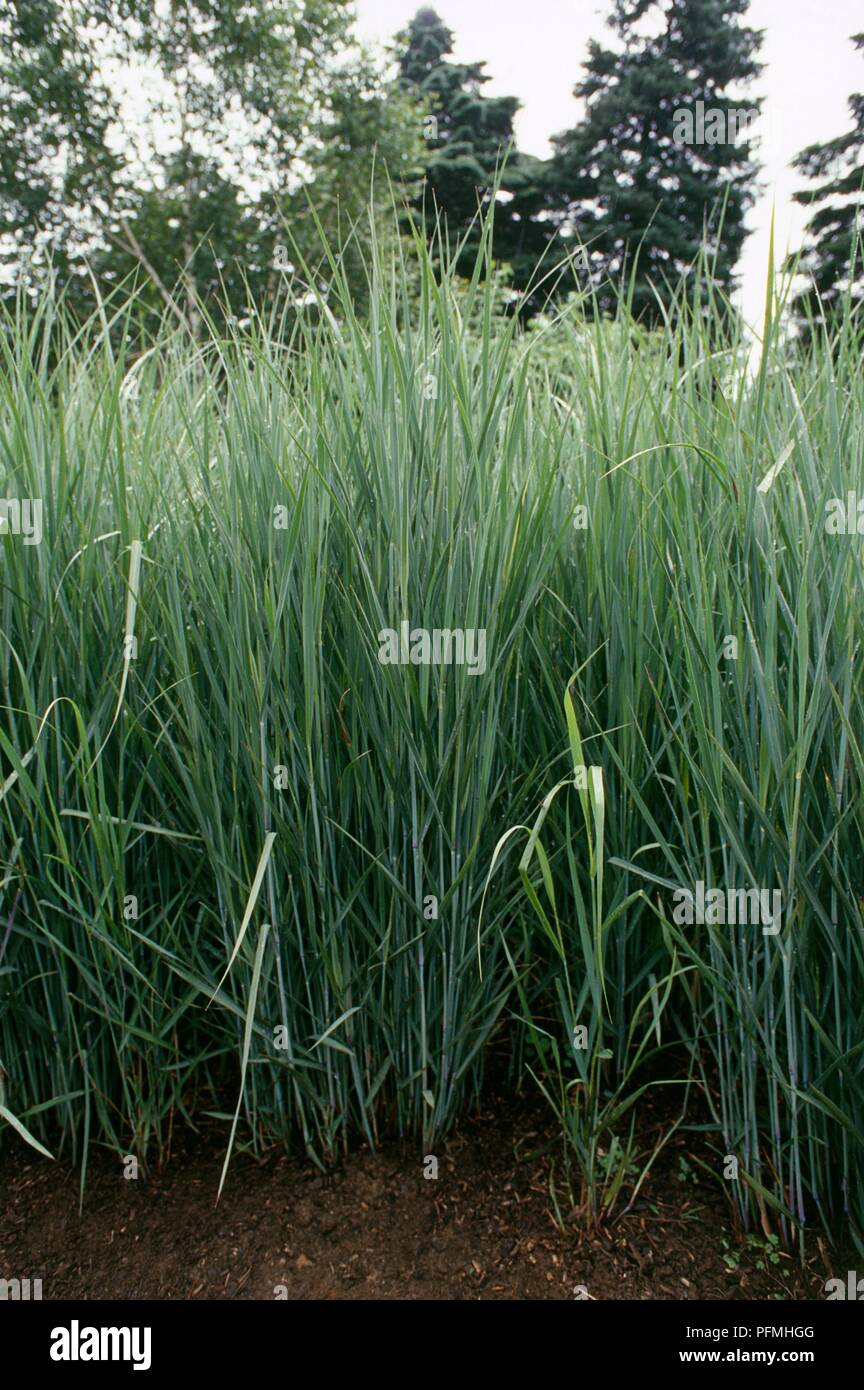 Panicum virgatum 'Heavy Metal' (Switchgrass) long grass native to North ...