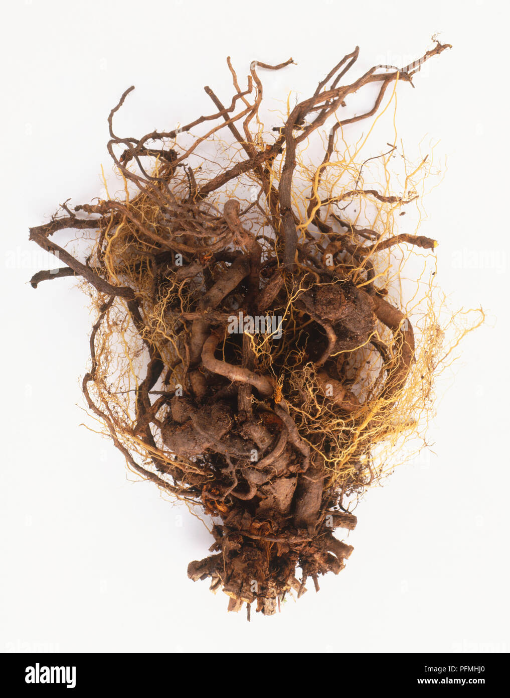 Fresh root of Huang Qin (Scutellaria baicalensis syn. S. macarantha ...