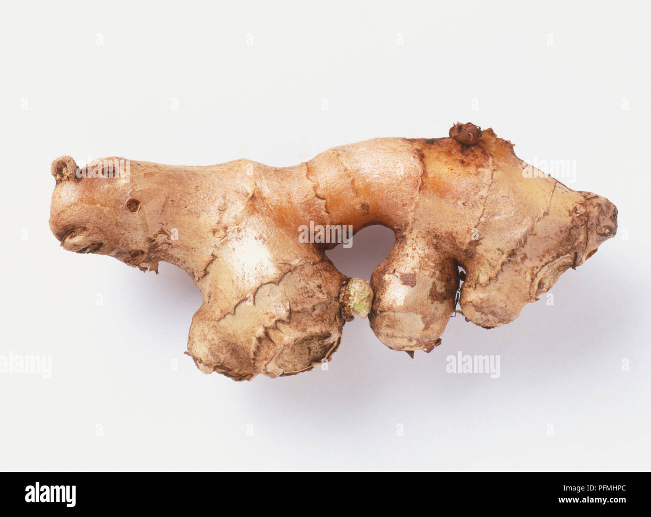 Fresh rhizome of Ginger (Zingiber officinale) used to make medicinal ...
