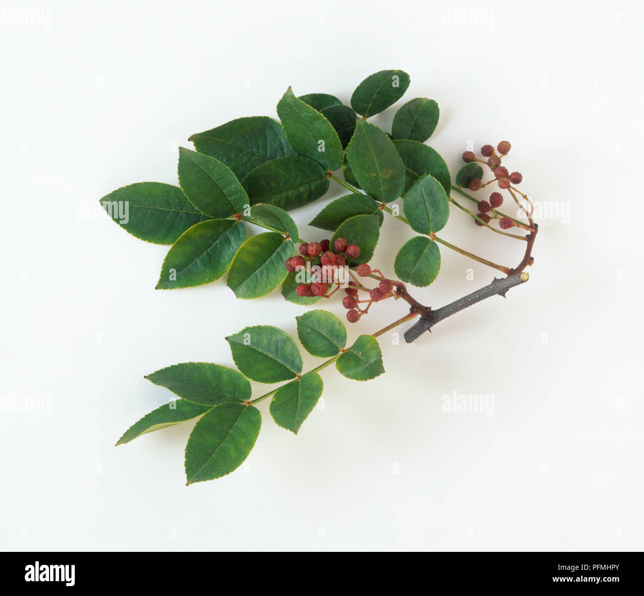 Toothache tree hi-res stock photography and images - Alamy