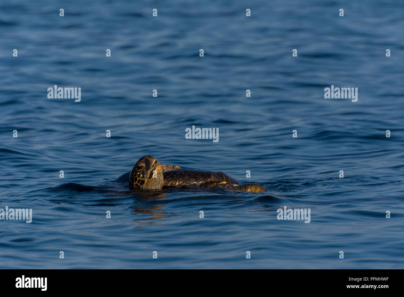 Galapagos green turtles mating hi-res stock photography and images - Alamy