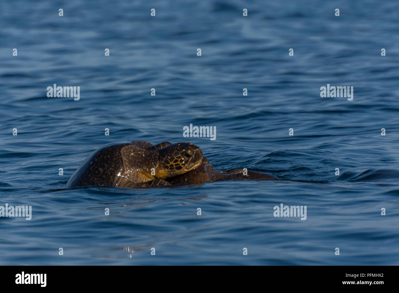 Galapagos Green Sea Turtles (Chelonia agassizii) mating in the ocean ...