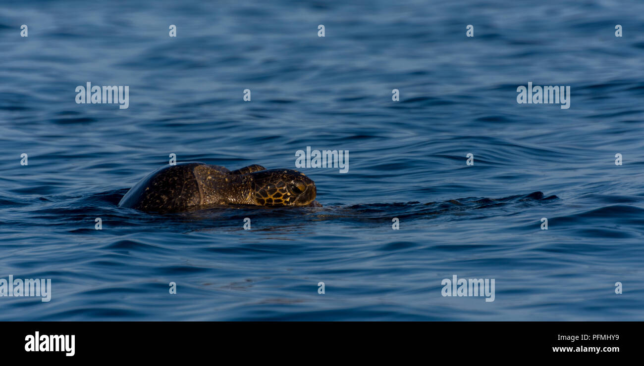 Mating sea turtles hi-res stock photography and images - Alamy