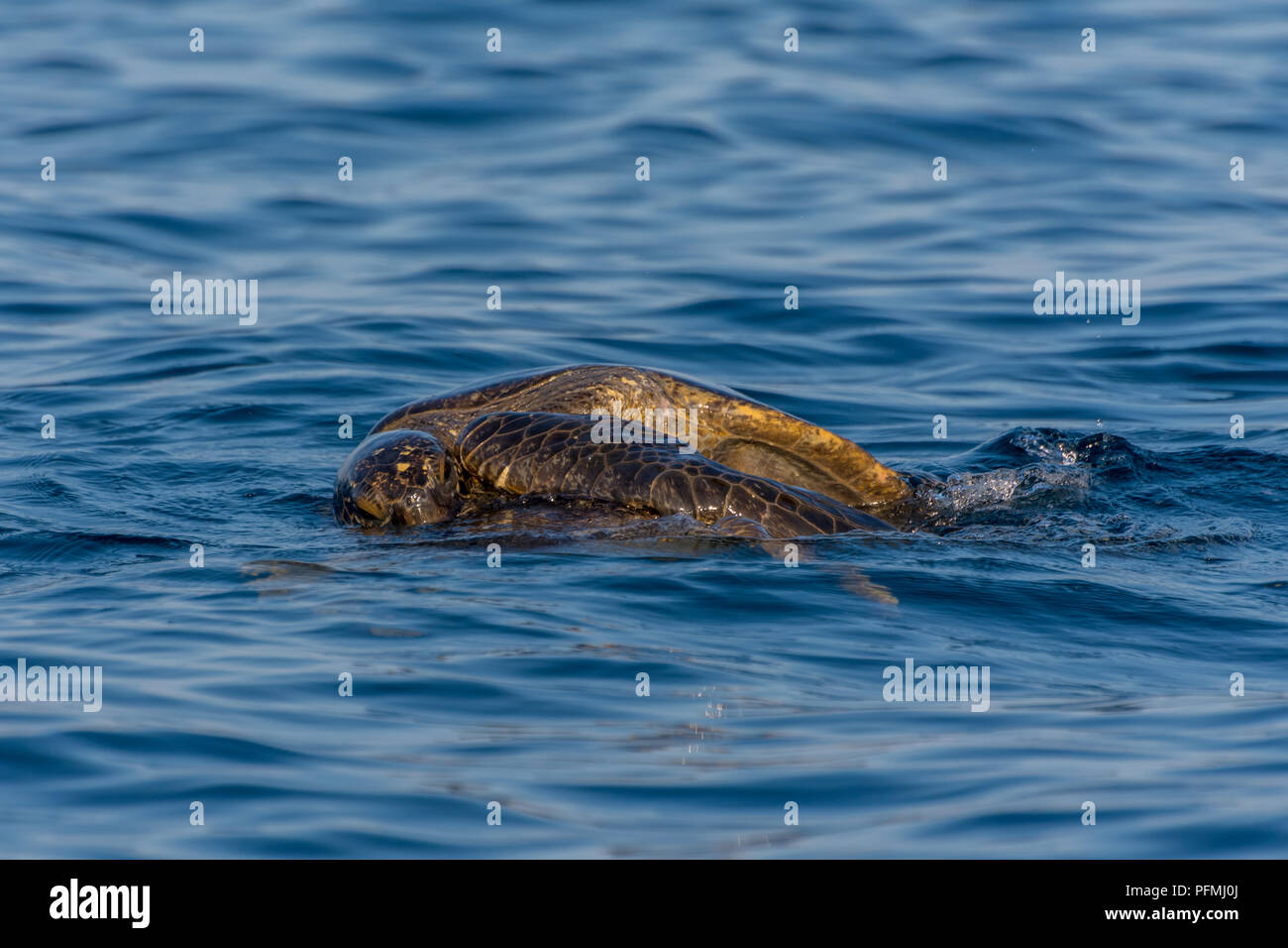 Mating sea turtles hi-res stock photography and images - Alamy