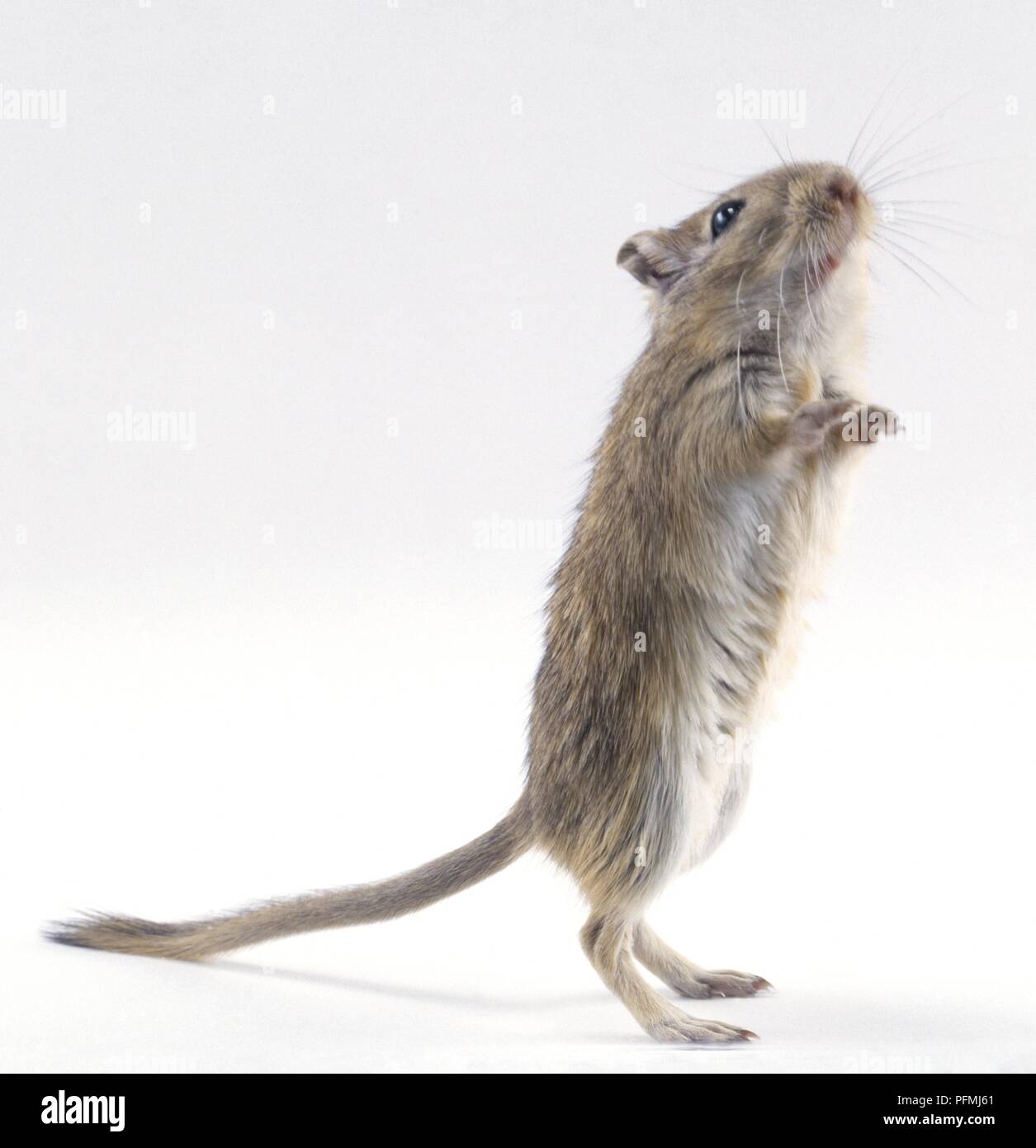 Grey pet gerbil on hind legs, side view Stock Photo - Alamy