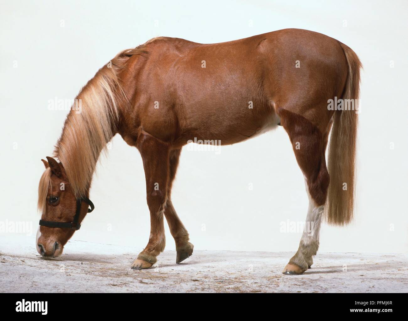 Brown horse grazing, side view Stock Photo - Alamy