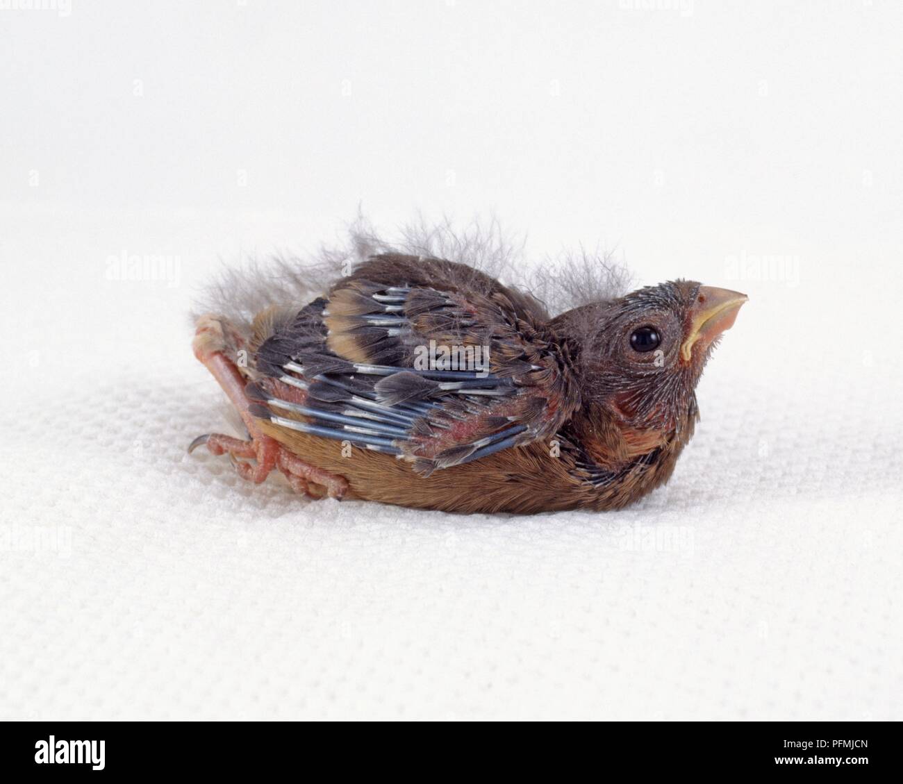 Resting bullfinch hi-res stock photography and images - Alamy