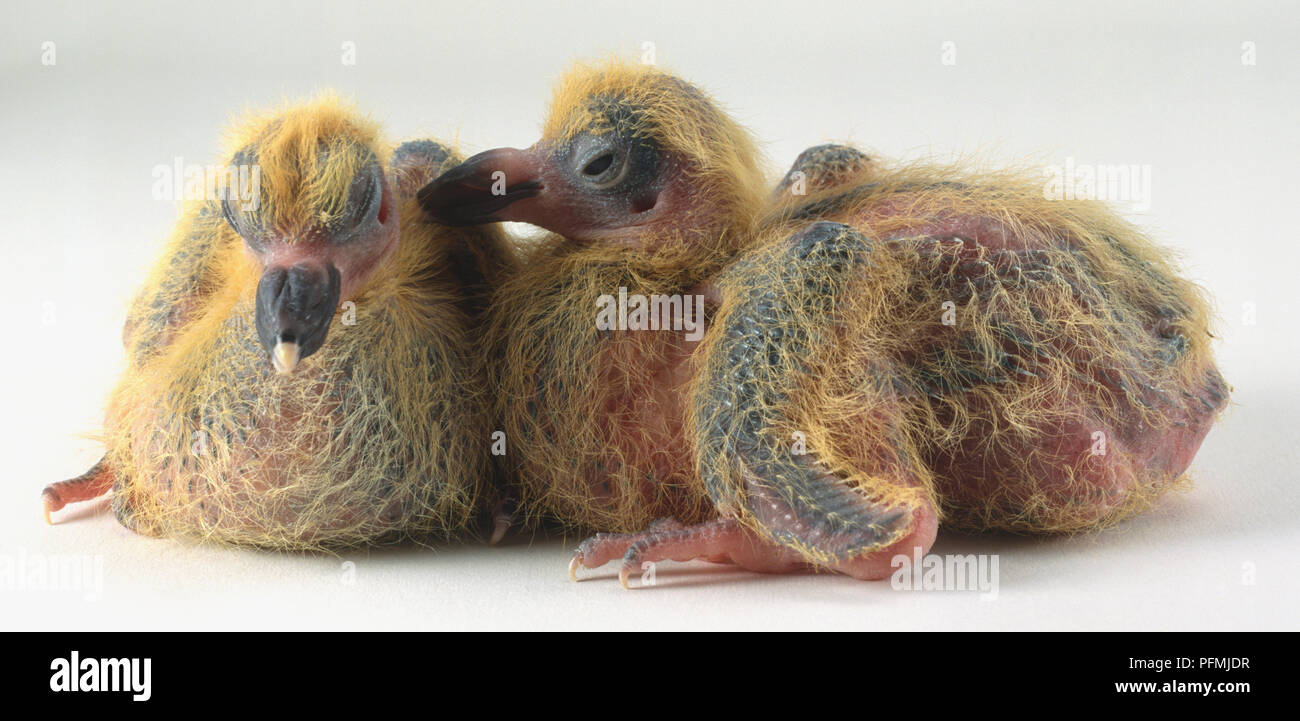 Defenceless hi-res stock photography and images - Alamy