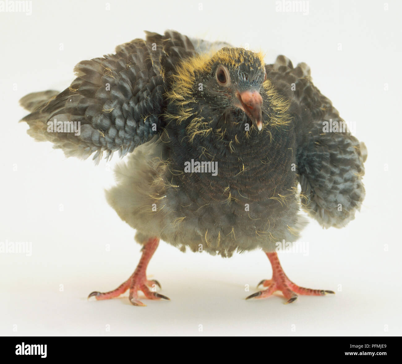 Movement of pigeons hi-res stock photography and images - Alamy