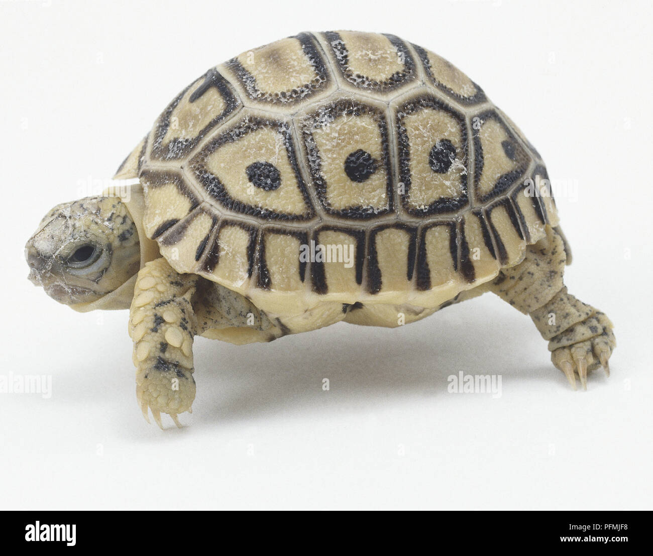 Leopard tortoise hatching hi-res stock photography and images - Alamy