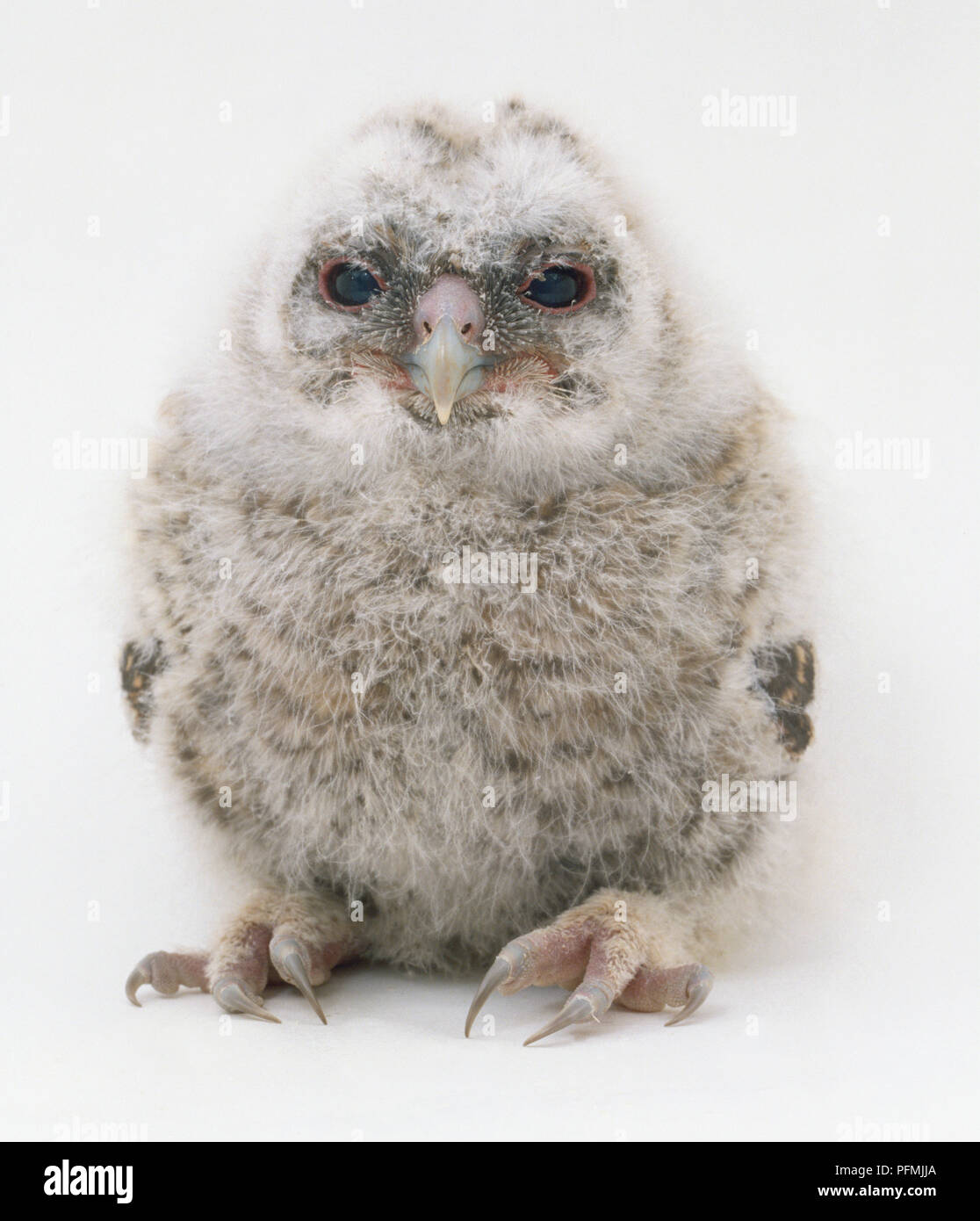 Juvenile animals hi-res stock photography and images - Alamy