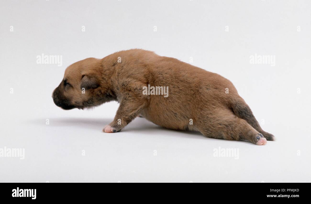 Two week old hi-res stock photography and images - Alamy