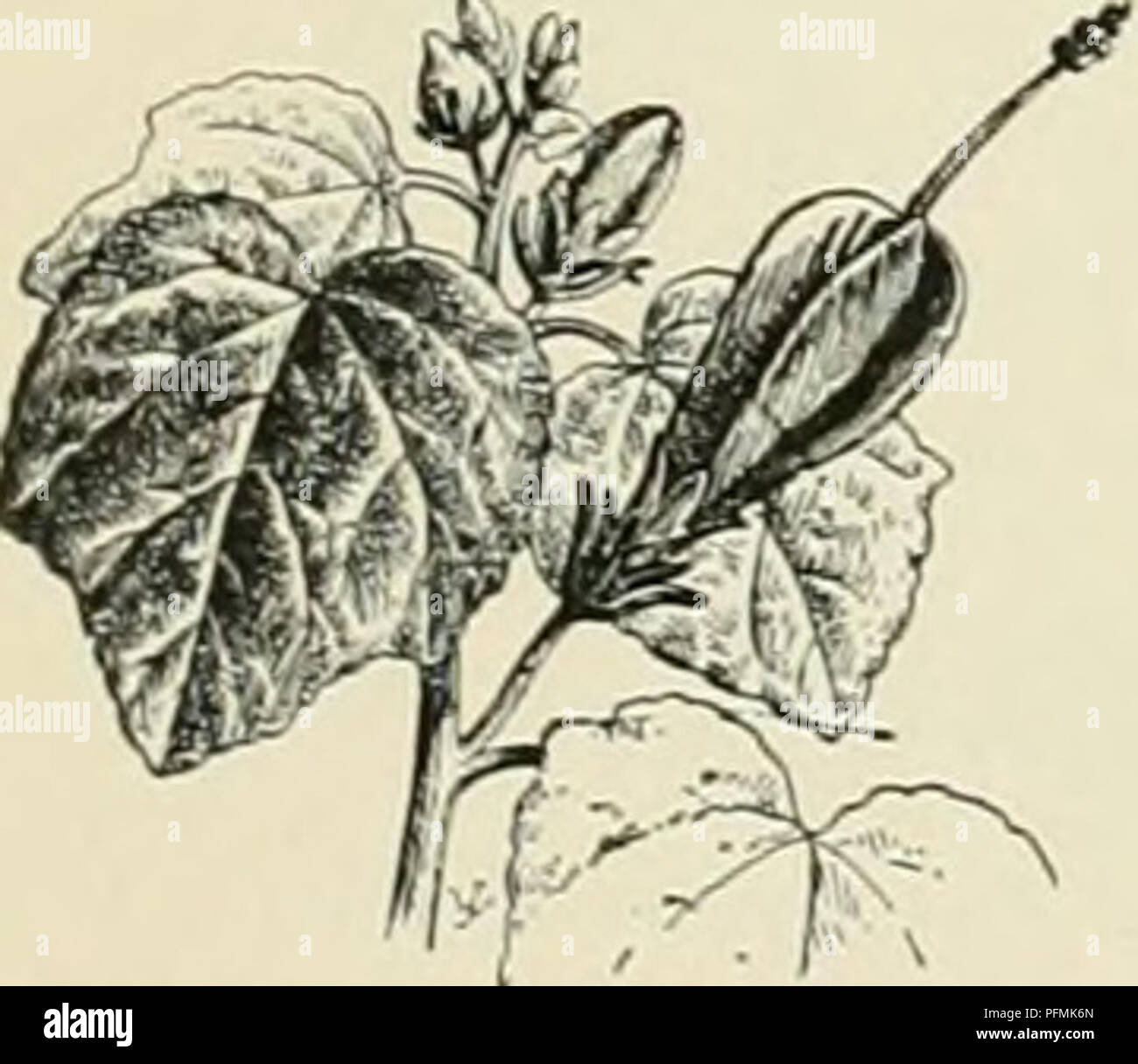 Mammillaria kewensis hi-res stock photography and images - Alamy