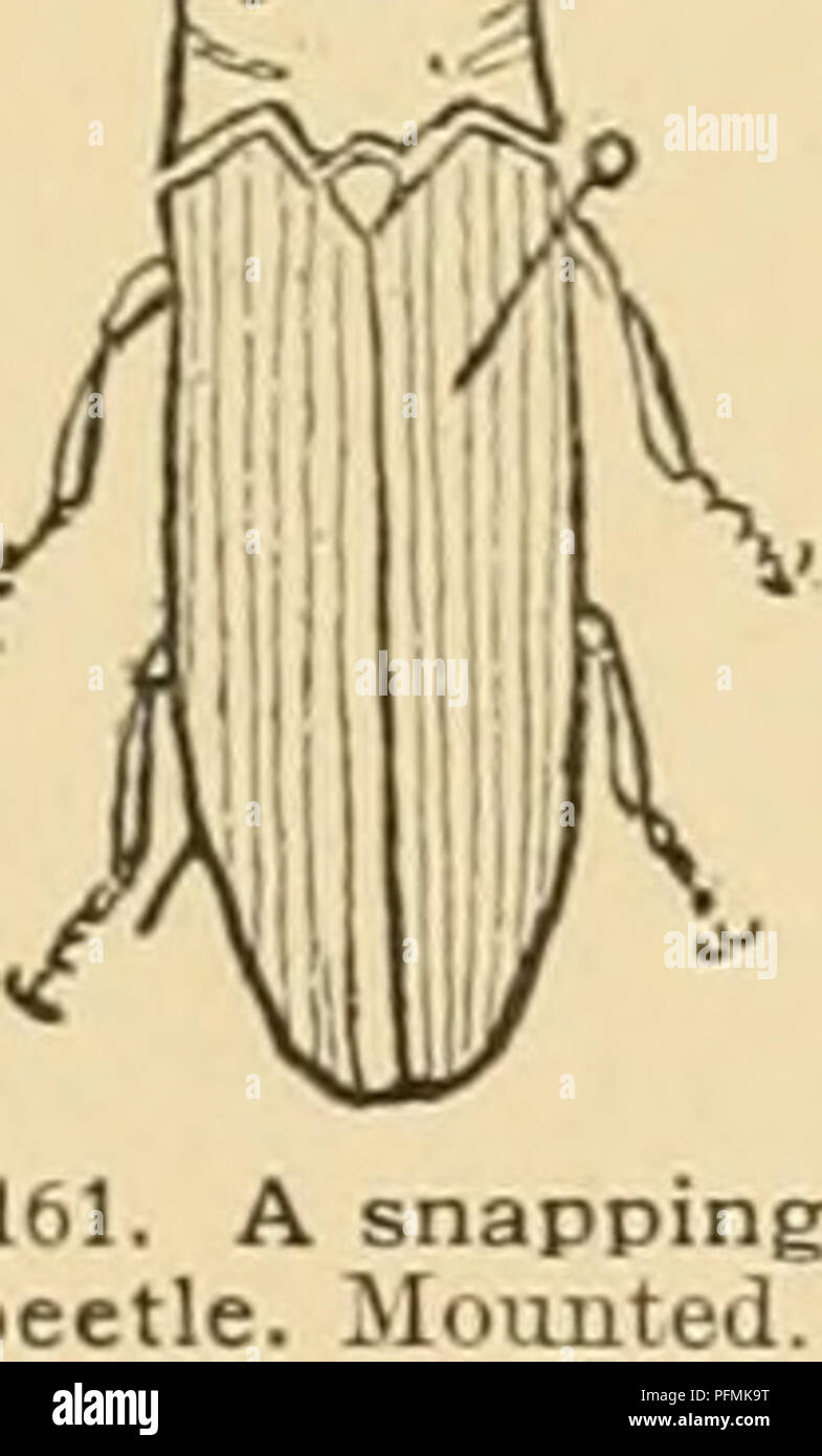 Mounted Insects High Resolution Stock Photography and Images - Alamy