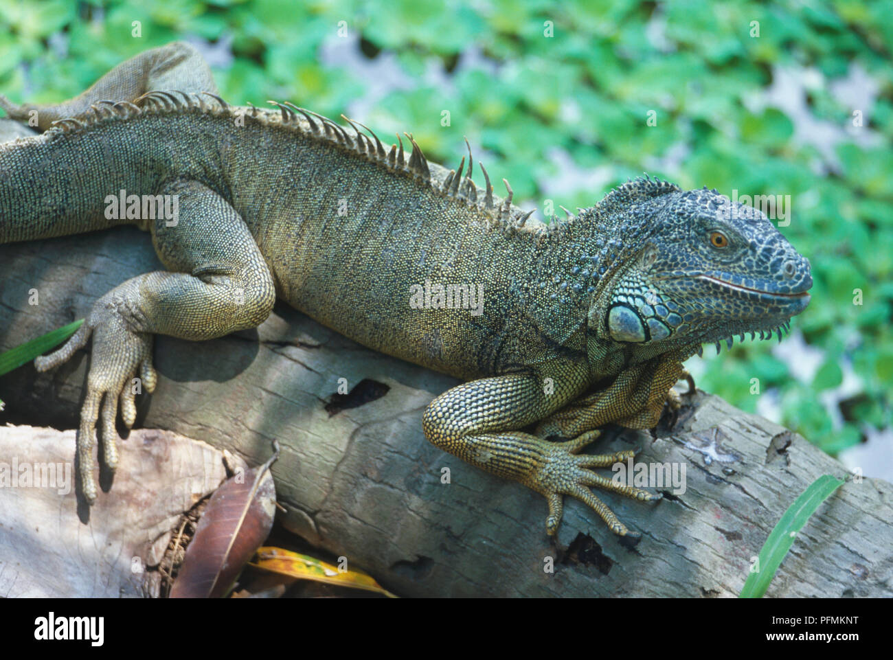 Singapore, Jurong Reptile Park, green Iguana balancing on tree trunk ...