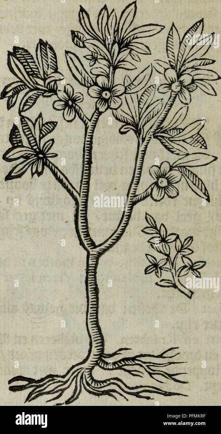 This Dutch herbarium describes various plant species found in the ...