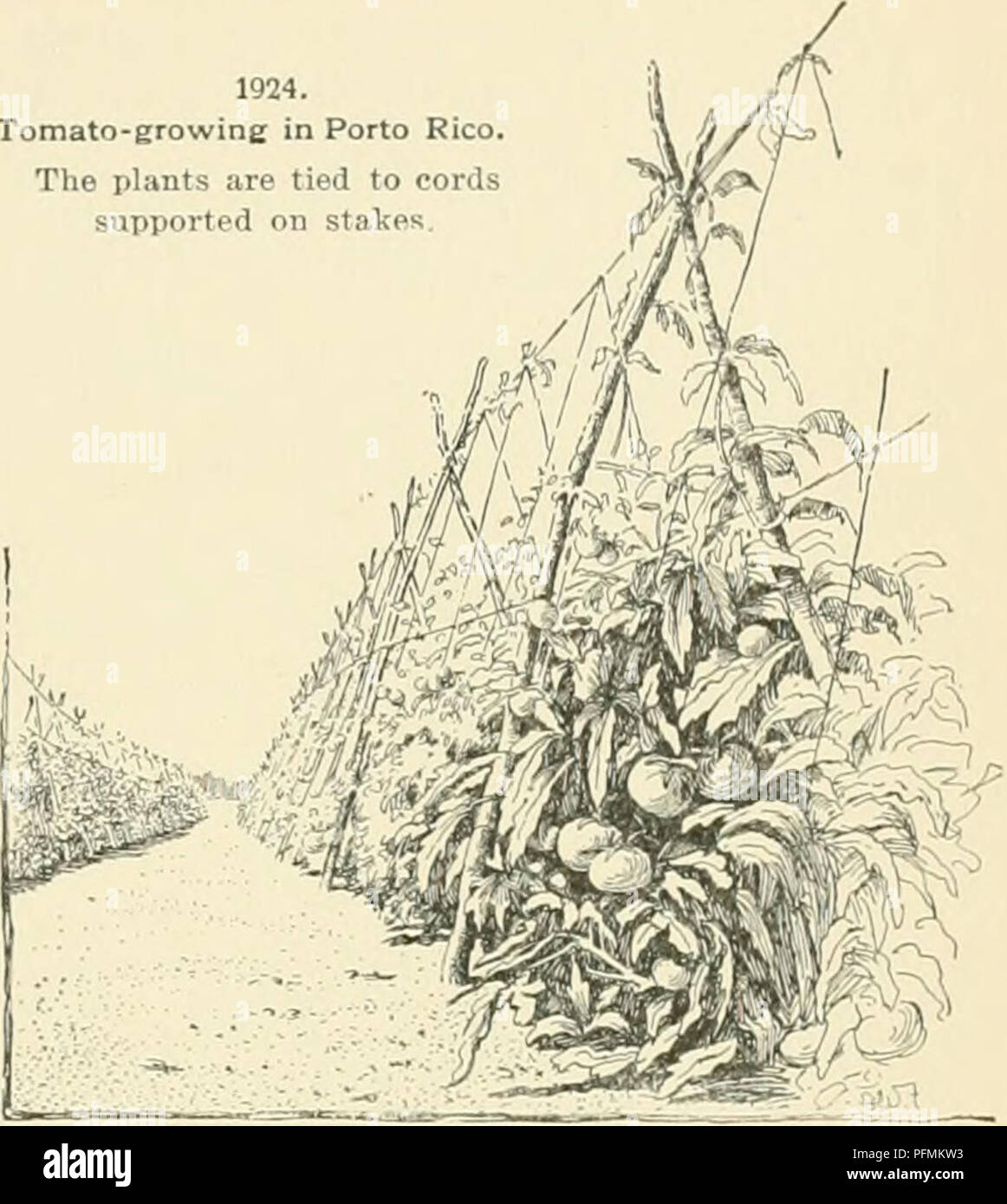 This horticultural guide discusses the plant species of Puerto Rico ...