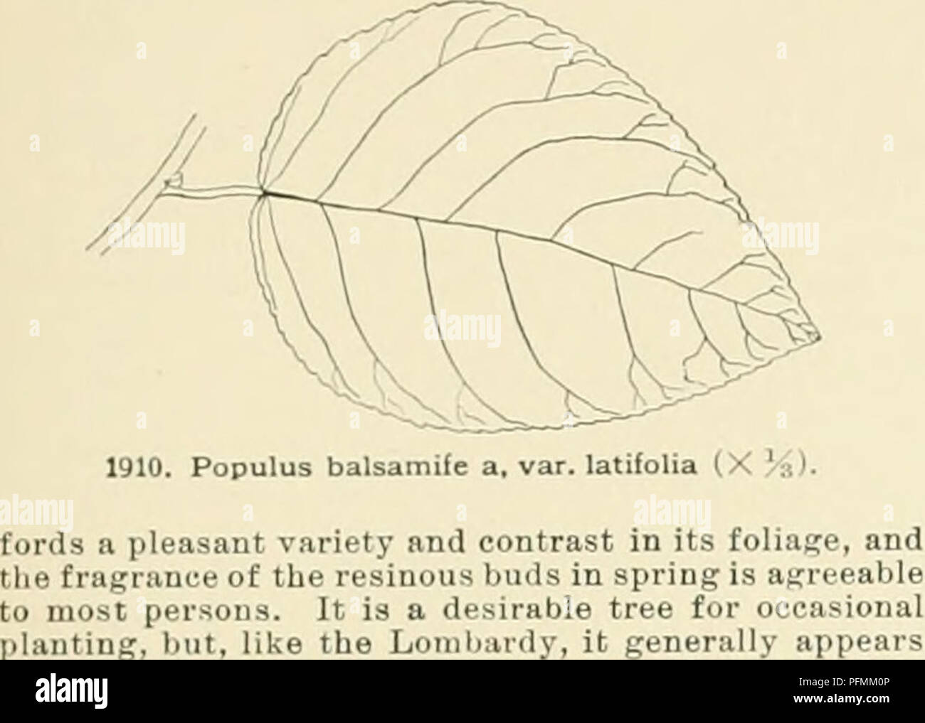 Native american whiteness hi-res stock photography and images - Alamy