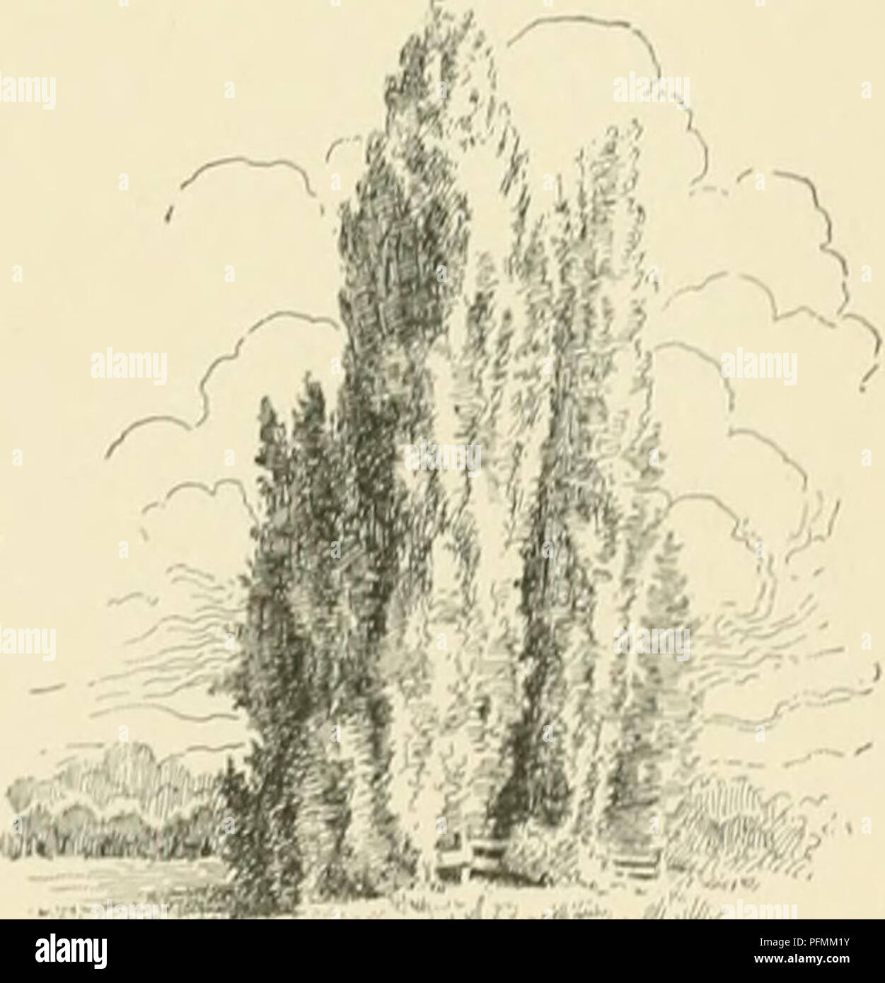 California poplar hi-res stock photography and images - Alamy