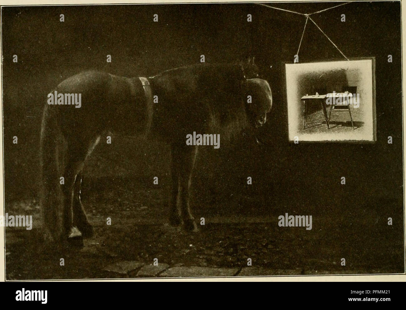 This work explores animal intelligence through personal experiments ...