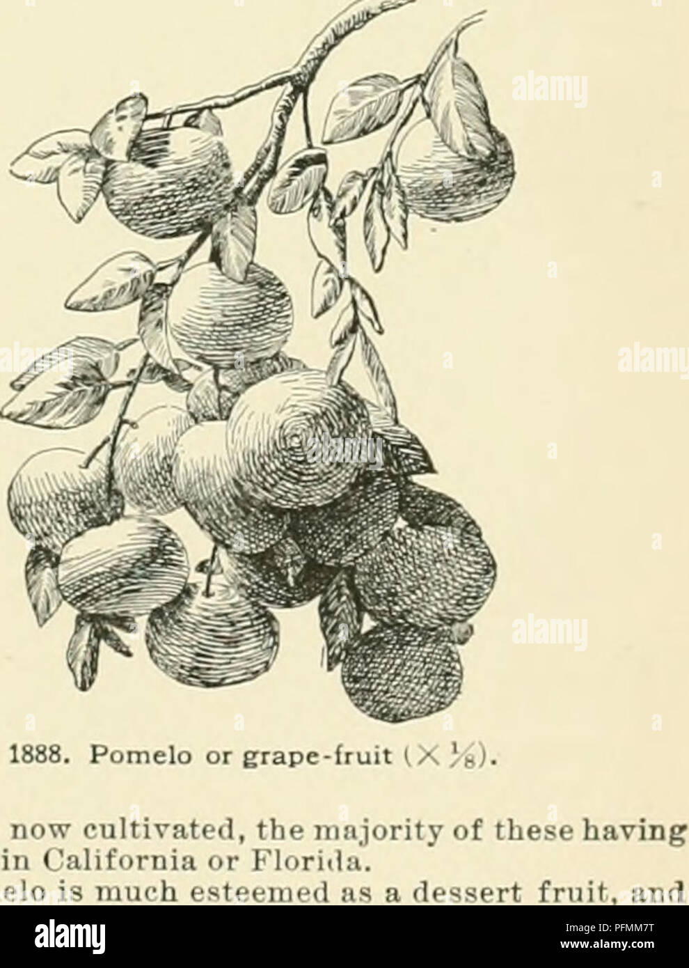 . Cyclopedia of American horticulture, comprising suggestions for ...