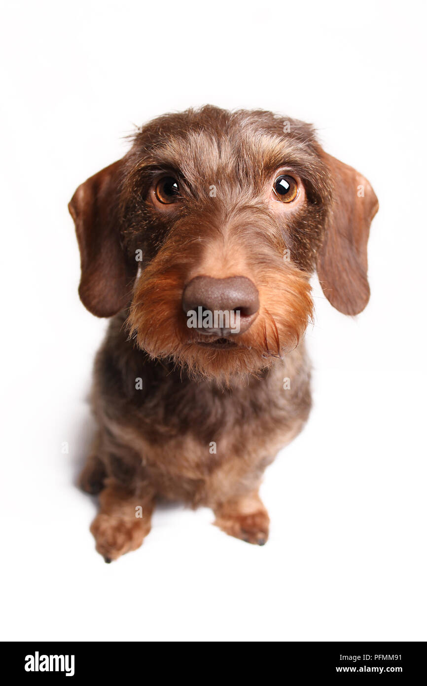 Wide animal shot hi-res stock photography and images - Alamy