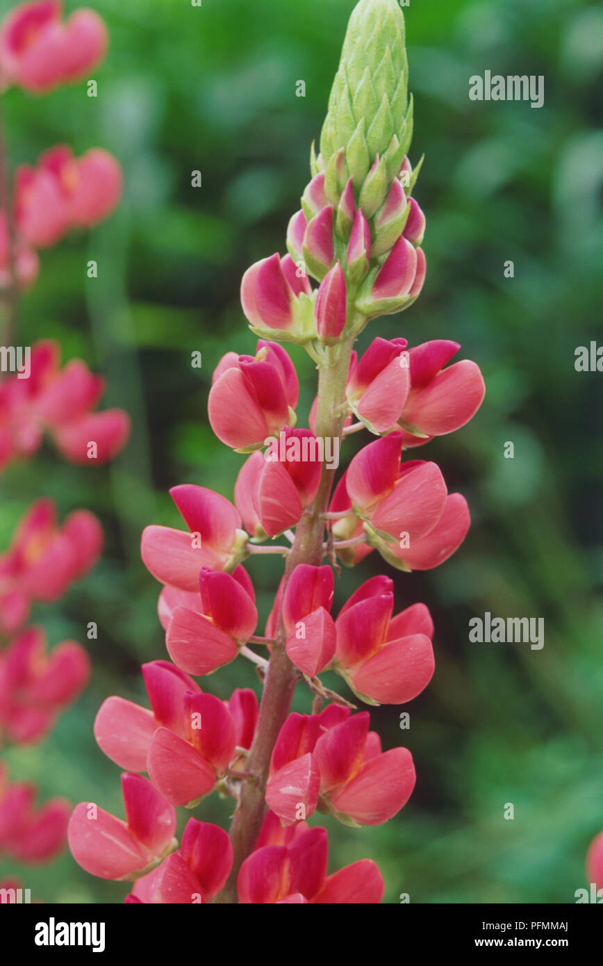Lupin the page hi-res stock photography and images - Alamy
