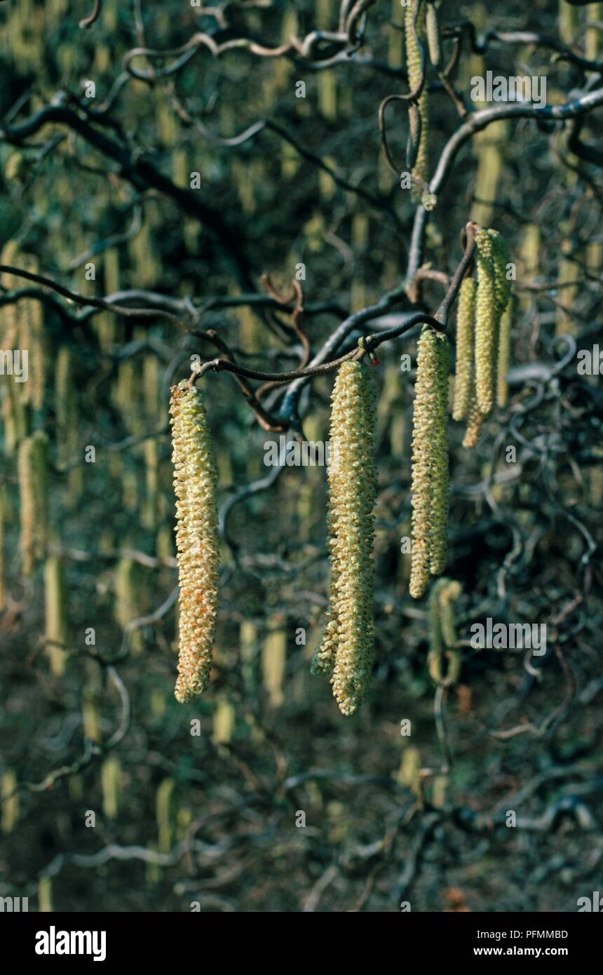 Catkins hanging from branches of Corylus avellana 'Contorta' (Hazel ...