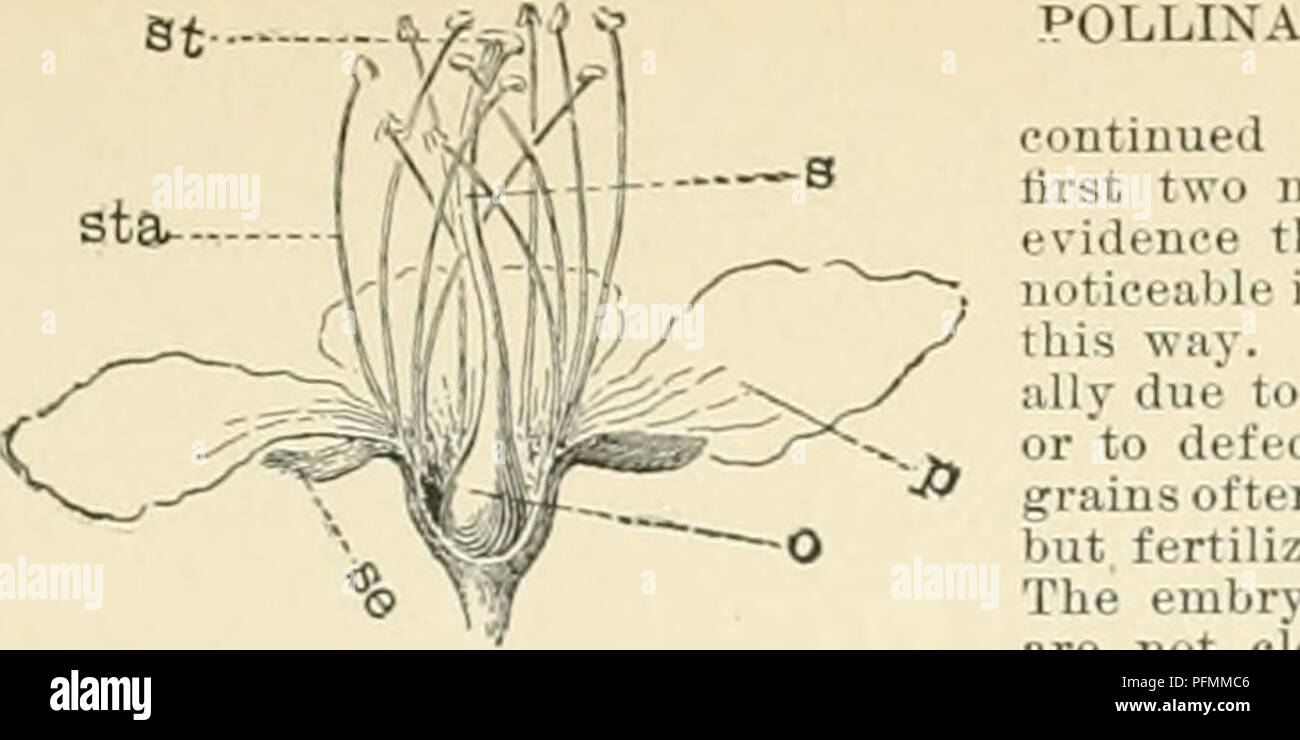 Stigma and stame hi-res stock photography and images - Alamy