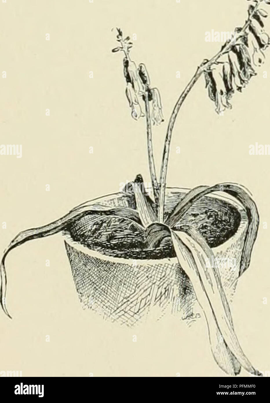 Pustulate hi-res stock photography and images - Alamy