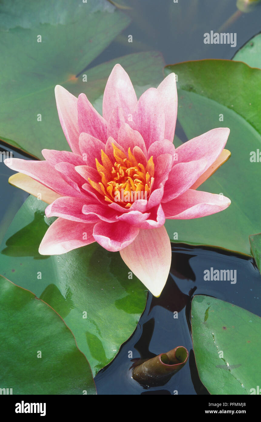 Gerard rene hi-res stock photography and images - Alamy