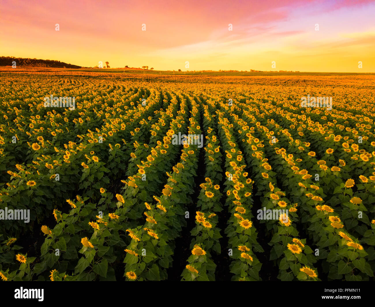 A sunflower field at sunrise Stock Photo - Alamy