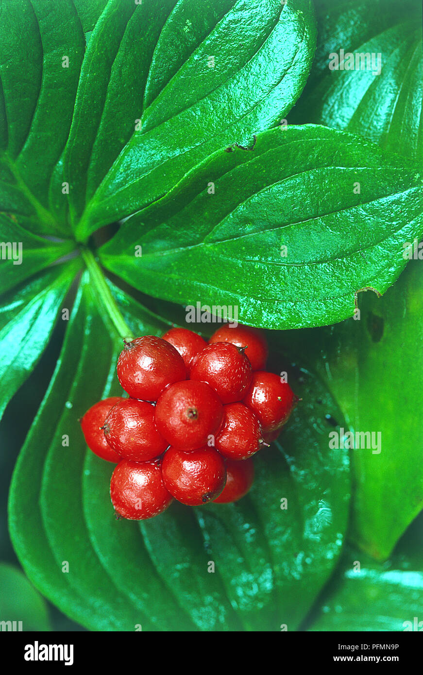 Bunch of Cornus canadensis (Bunchberries), close-up Stock Photo - Alamy