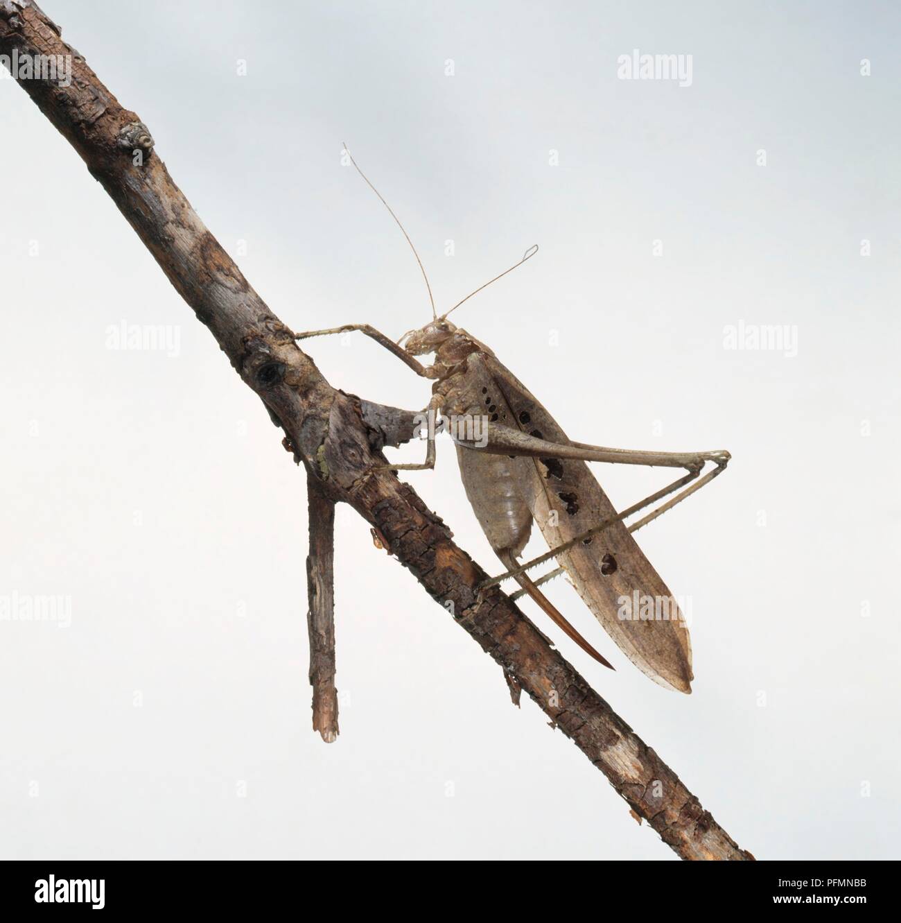 Grasshopper side on hi-res stock photography and images - Alamy