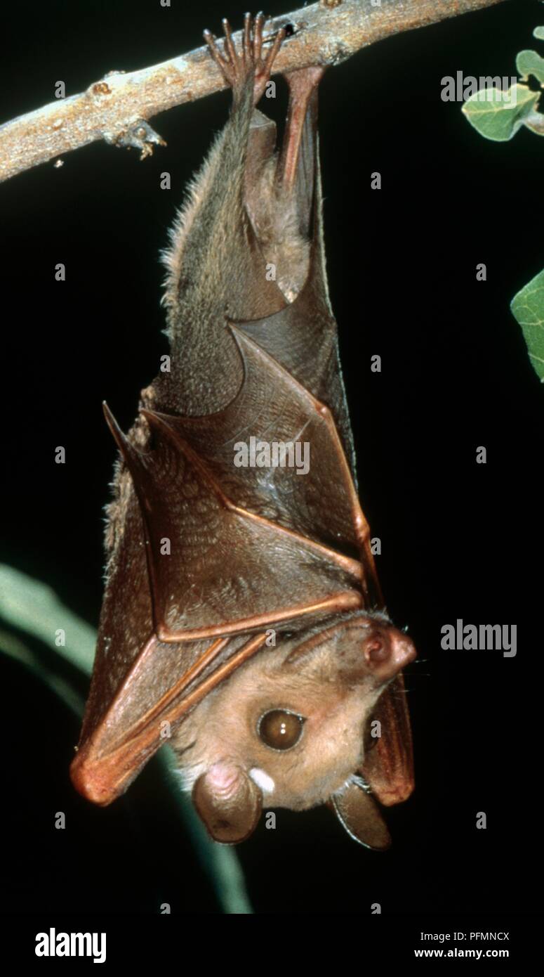 Wahlberg's epauletted fruit bat (Epomophorus wahlbergi), hanging from a ...